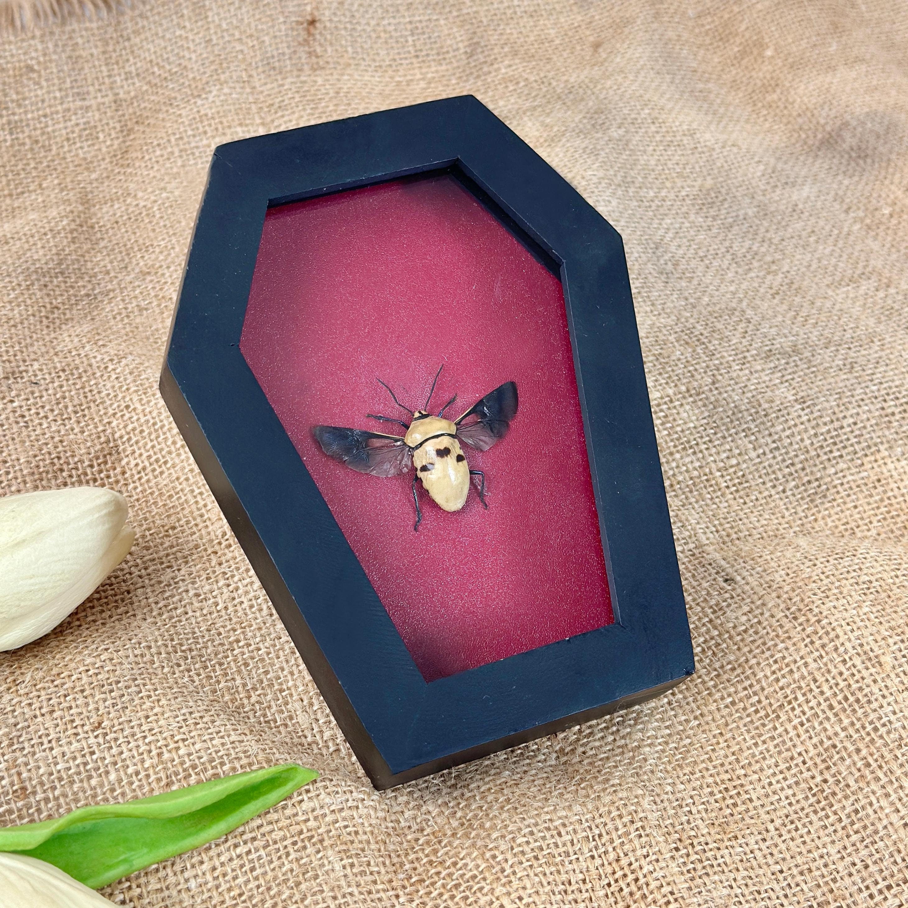 Man's Face Bug Taxidermy Frame Coffin Burgundy Shadow Box Insect Home ...